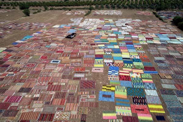 Halı tarlalarının görsel şöleni - Güncel Haberler Milliyet - Sayfa 10