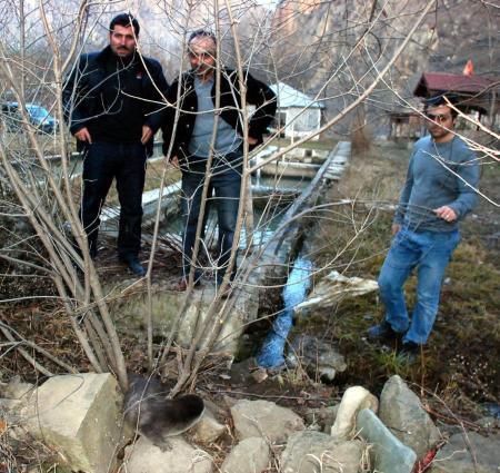 Susamuru, alabalık havuzu tellerine takıldı - Son Dakika Milliyet