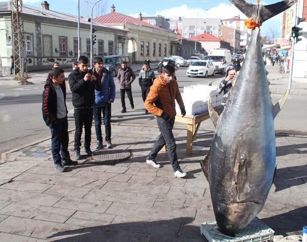Kars’ta 250 kiloluk dev orkinos ilgi odağı oldu - Haberler Milliyet Kars’ta 250 kiloluk dev orkinos ilgi odağı oldu - Haberler Milliyet