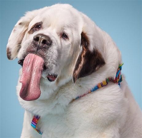 En uzun dil onda - Son Dakika Yaşam Haberleri