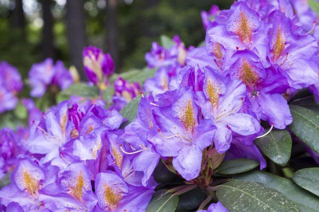 Deli bal nedir? - Sağlık Haberleri