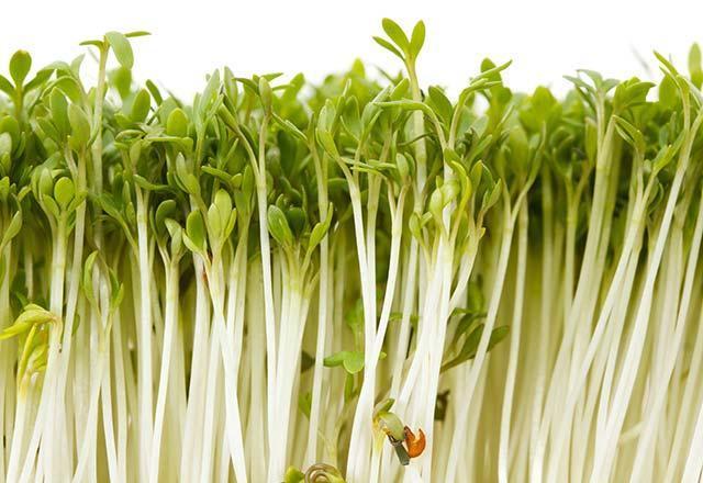 Akciğer kanserine karşı: Tere otu - Sağlık Haberleri