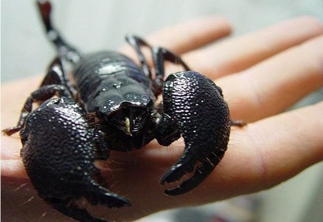 Evde besleyebileceğiniz 24 değişik hayvan - Evcil Hayvan