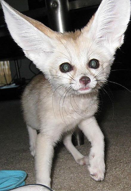 Evde besleyebileceğiniz 24 değişik hayvan - Evcil Hayvan