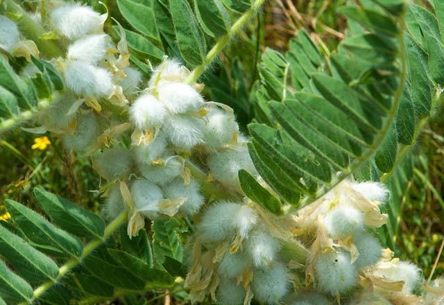 Geven otunun faydaları - Sağlık Haberleri - Sayfa 3
