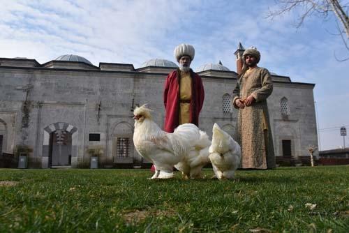 'Osmanlı sultan tavuğu' görenleri şaşırtıyor - Son Dakika Milliyet