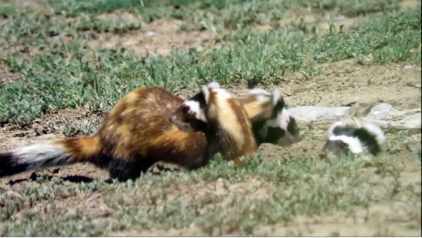 Kayseri'de, alaca sansar ailesi görüntülendi - Son Dakika Haberler Milliyet