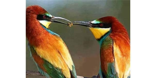 ARICILARIN “ARI KUŞU” SIKINTISI - Van Haberleri