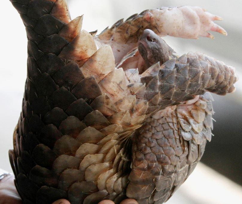 Son dakika | Koronavirüsün kaynağının bilim adamları açıkladı! Pangolin ...