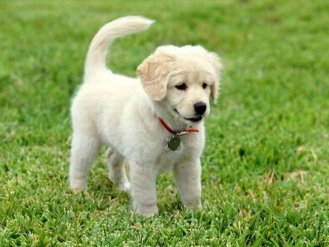 2026 Köpek İsimleri - Dişi Ve Erkek Köpekler İçin En Güzel Köpek ...