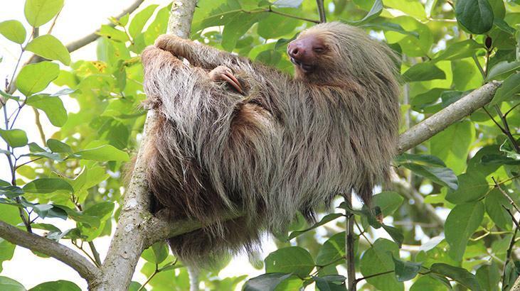 Tembel hayvanlar: Dünyada en yavaş hareket eden hayvanlar hangileridir?