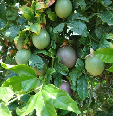 Passiflora, ünlülerin gözde meyvesi oldu - Son Haberler - Milliyet