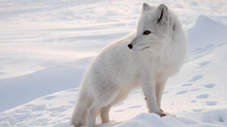 Kutuplarda yaşayan hayvanlar nelerdir? Özellikleri nelerdir?