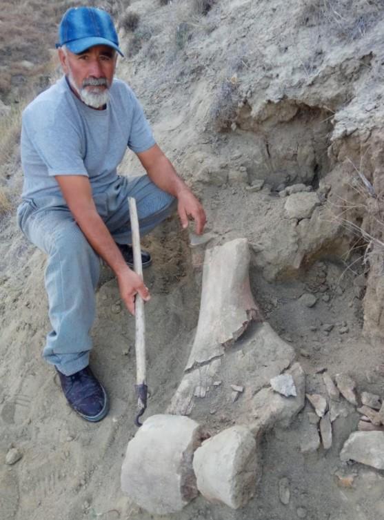 Son dakika... Amasya'da köylüler tesadüfen buldu! Fil veya mamuta ait ...