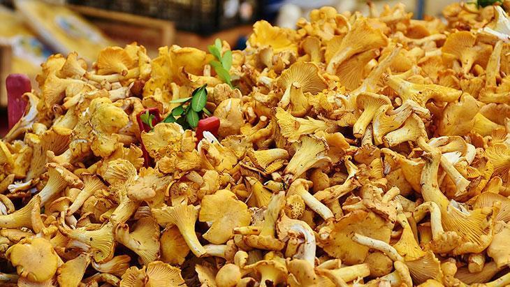 Mantar türleri ve faydaları