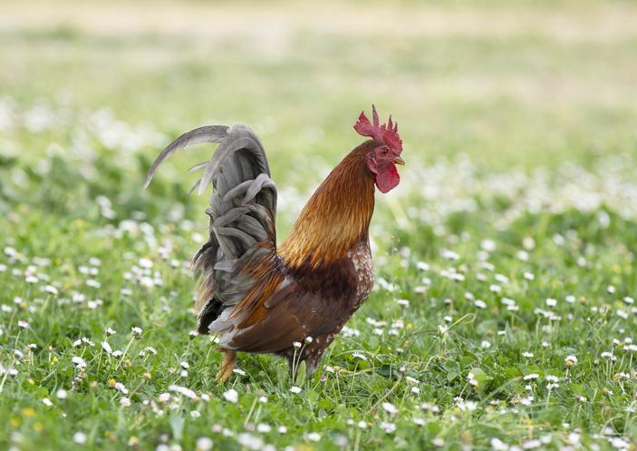 Tavuk Cinsleri ve Özellikleri Nelerdir? Tavuk Çeşitleri ve İsimleri ...