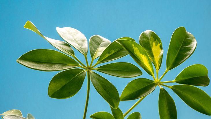 Neredeyse kendi kendine büyüyebilen bakımı kolay 12 ev bitkisi ...