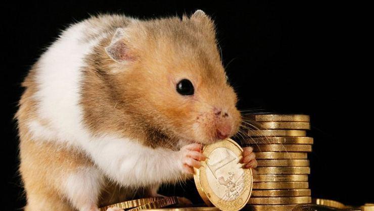Hamster coin (HAM) nedir, nereden ve nasıl alınır? Elon Musk'tan ...