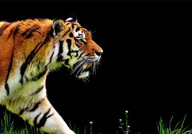 Nesli tükenen hayvanlar nelerdir? Nesli tükenmek üzere olan hayvanlar ...