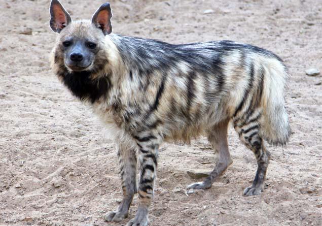 Nesli tükenen hayvanlar nelerdir? Nesli tükenmek üzere olan hayvanlar ...