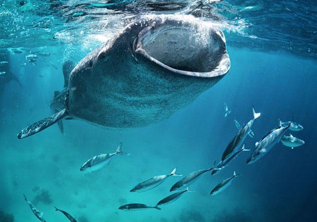 Nesli tükenen hayvanlar nelerdir? Nesli tükenmek üzere olan hayvanlar ...