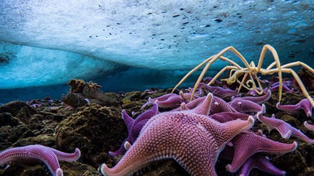 Fredi Devas: Antarktika'da sıcak günlerin sayısı artıyor - Molatik Ekran