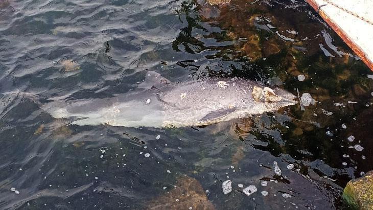 Yunusu kurşunlayarak öldürdüler - Haberler Haberleri