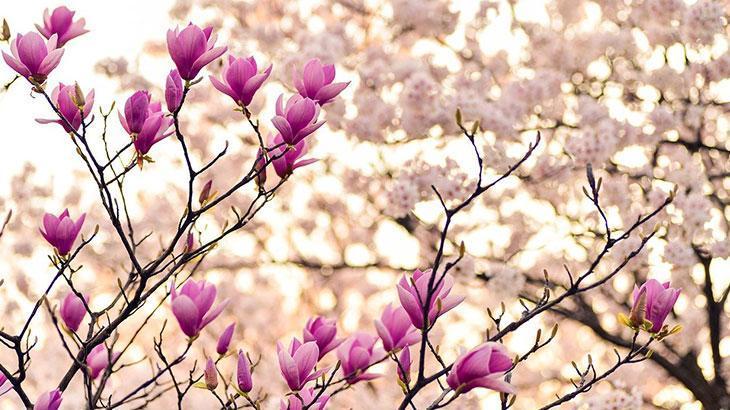 Rüyada Manolya Görmek Ne Anlama Gelir? Ne Demek, Neye Yorumlanır ...