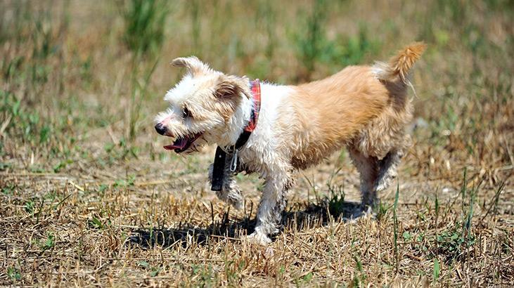 Terk edilen farklı cins 20 evcil köpeğe yuva aranıyor - Son Dakika ...