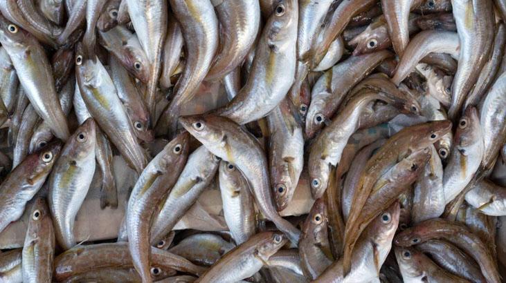 Aralık ayında hangi balığı yiyelim? Vitamini çok yüksek, yiyeni kalkan ...