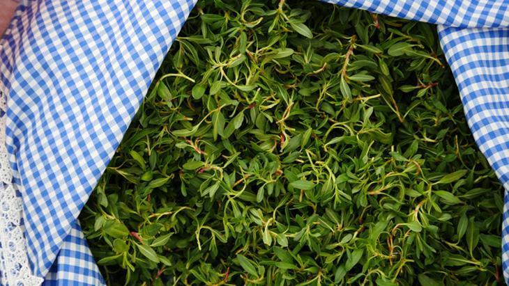 Yemeği, salatası ve çayı! Her biri ayrı şifa deposu madımak otu ...