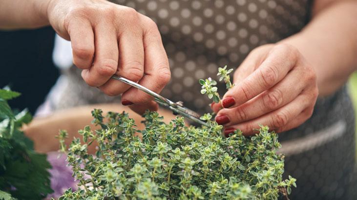 Cirit atan fareleri kaçıran bitkiymiş, çoğu kişi bilmiyor! Güçlü kokusu ...