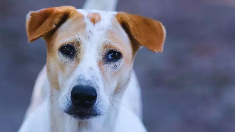 SOKAK HAYVANLARI YASASI SON DAKİKA gelişmeleri 📌 Sokak köpekleri ...