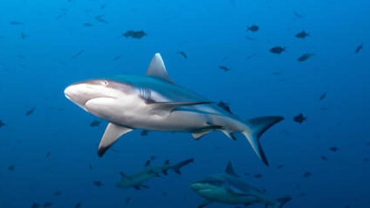 Köpek balıklarını yakından tanıyalım! 8 ilginç özelliği var