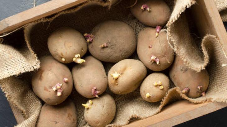 Patates filizlenmesini önleyen meyve! Aralarına 2 tane koyunca aylarca ...