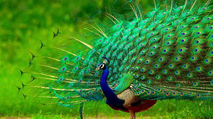 Hayvanlar da insanlar gibi iletişim kurabilir mi?