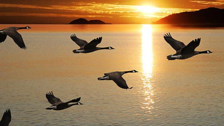 Kuşlar uçarken yönlerini nasıl bulur? - Sayfa 3