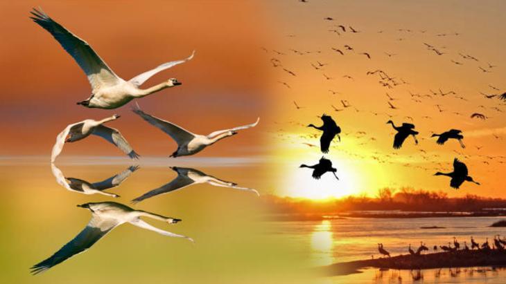 Kuşlar uçarken yönlerini nasıl bulur? - Sayfa 4