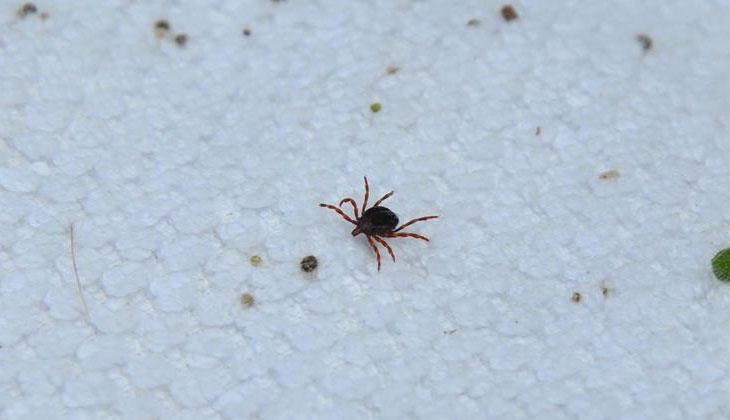 Kene ısırması belirtileri ne zaman başlar? Keneden korunma yolları ...