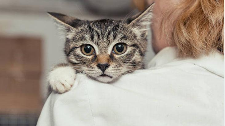 Kediler neden insanları koklar?