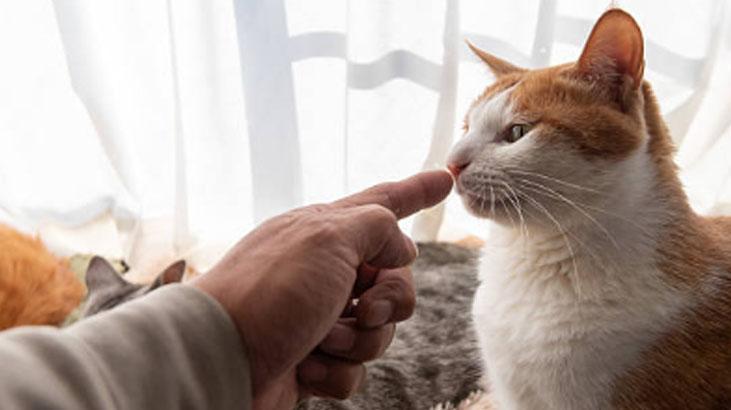 Kediler neden insanları koklar?