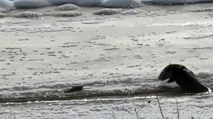 Buzların arasında çıktı, şaşkına çevirdi! İki kentte görüldü - Haberler ...