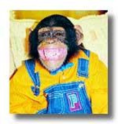 Dizi yıldızı maymun - Yaşam Haberleri