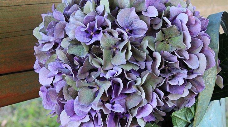 Ortanca Çiçeği: Anlamı, Özellikleri Ve Faydaları Nelerdir? Bakımı Nasıl ...