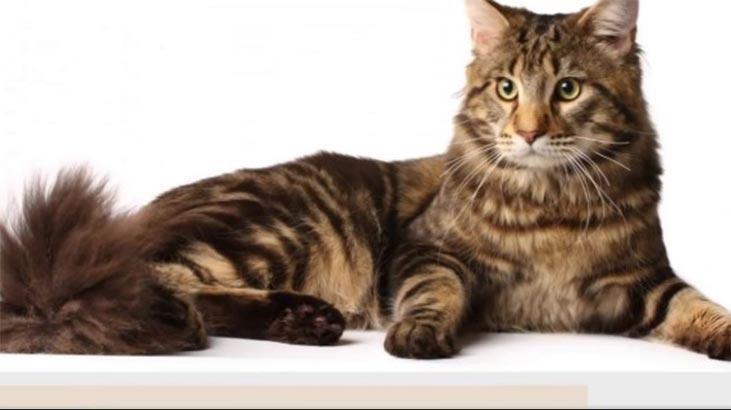 Manks Kedisi Özellikleri Nelerdir? Yavru Kuyruksuz Manx Kedisinin ...