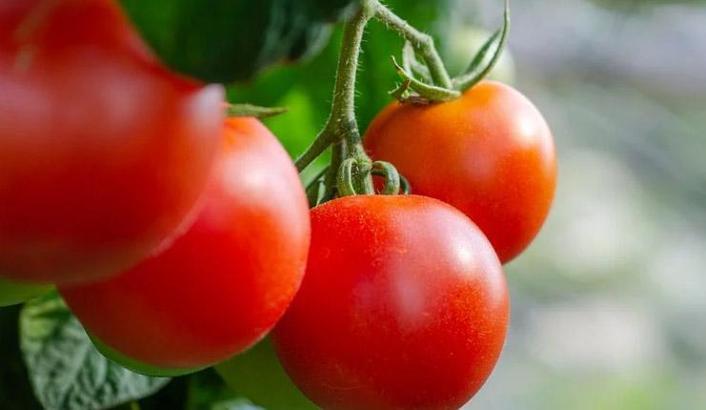 Domates Nasıl Yetiştirilir? Saksıda Ve Bahçede Domates Yetiştirme ...