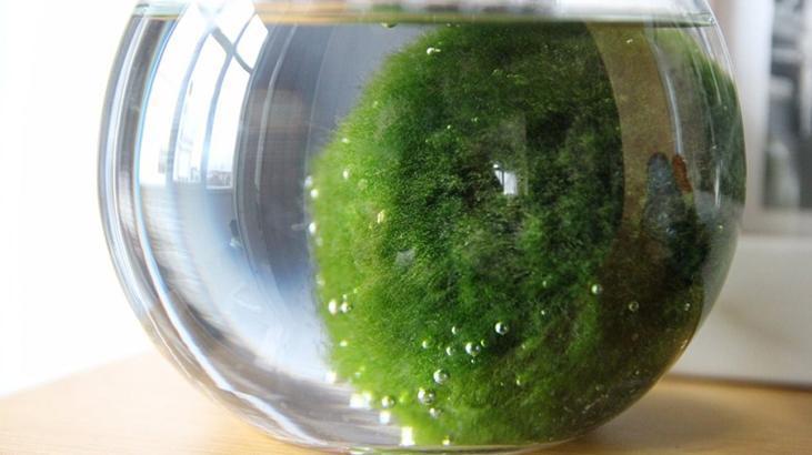 Marimo Nedir, Ne İşe Yarar? Marimo Bakımı Nasıl Yapılır? - Evcil Hayvan