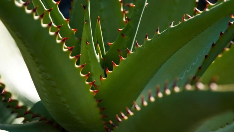Alerjiye iyi gelen ve evin havasını temizleyen 12 bitki - Dekorasyon ...