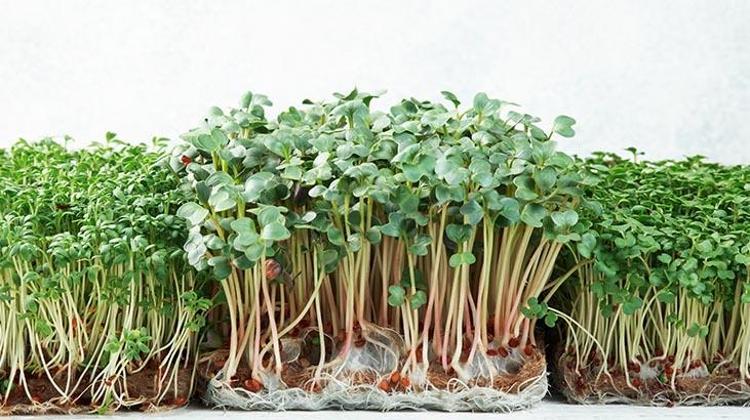 Bağırsakları anında çalıştırıyor! Ispanaktan daha güçlü, demire tavan ...