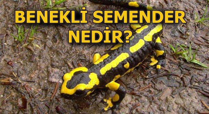 Benekli Semender nedir? Benekli Semender nerelerde görülür? - Son ...